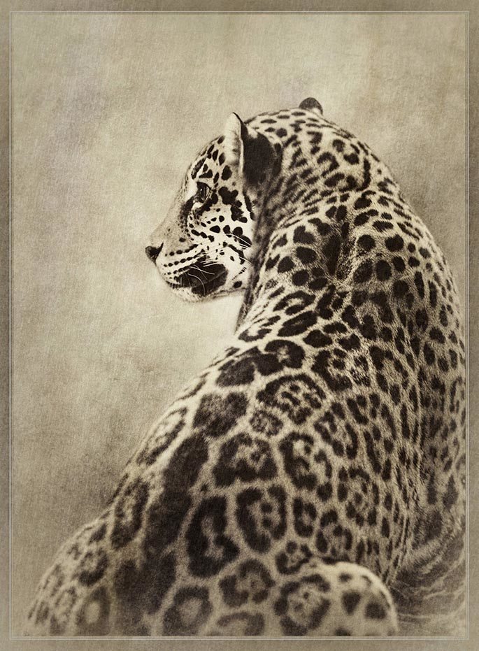 Artistic Impressions Studio | Wildlife