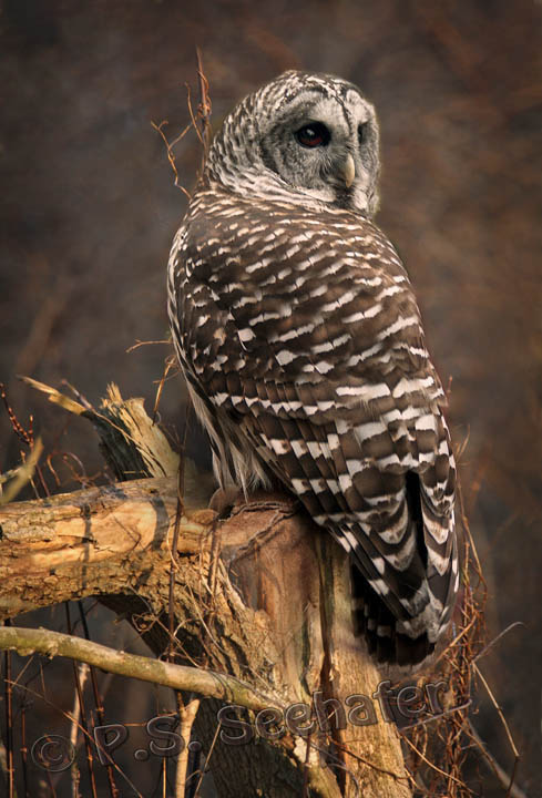 Artistic Impressions Studio | Wildlife