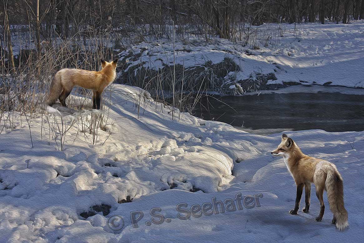 Artistic Impressions Studio | Wildlife